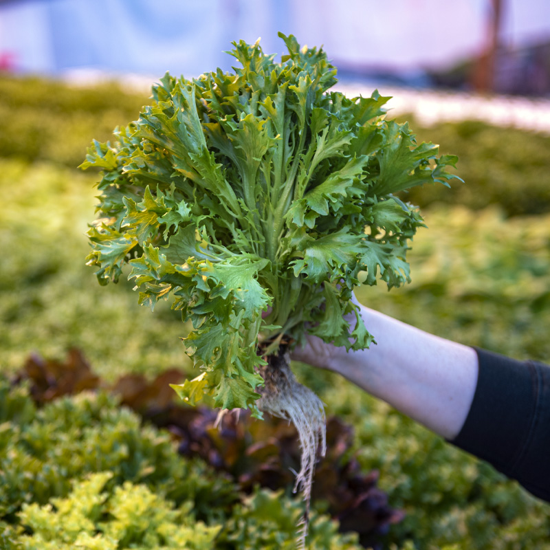 Lester's Farm Market - Home
